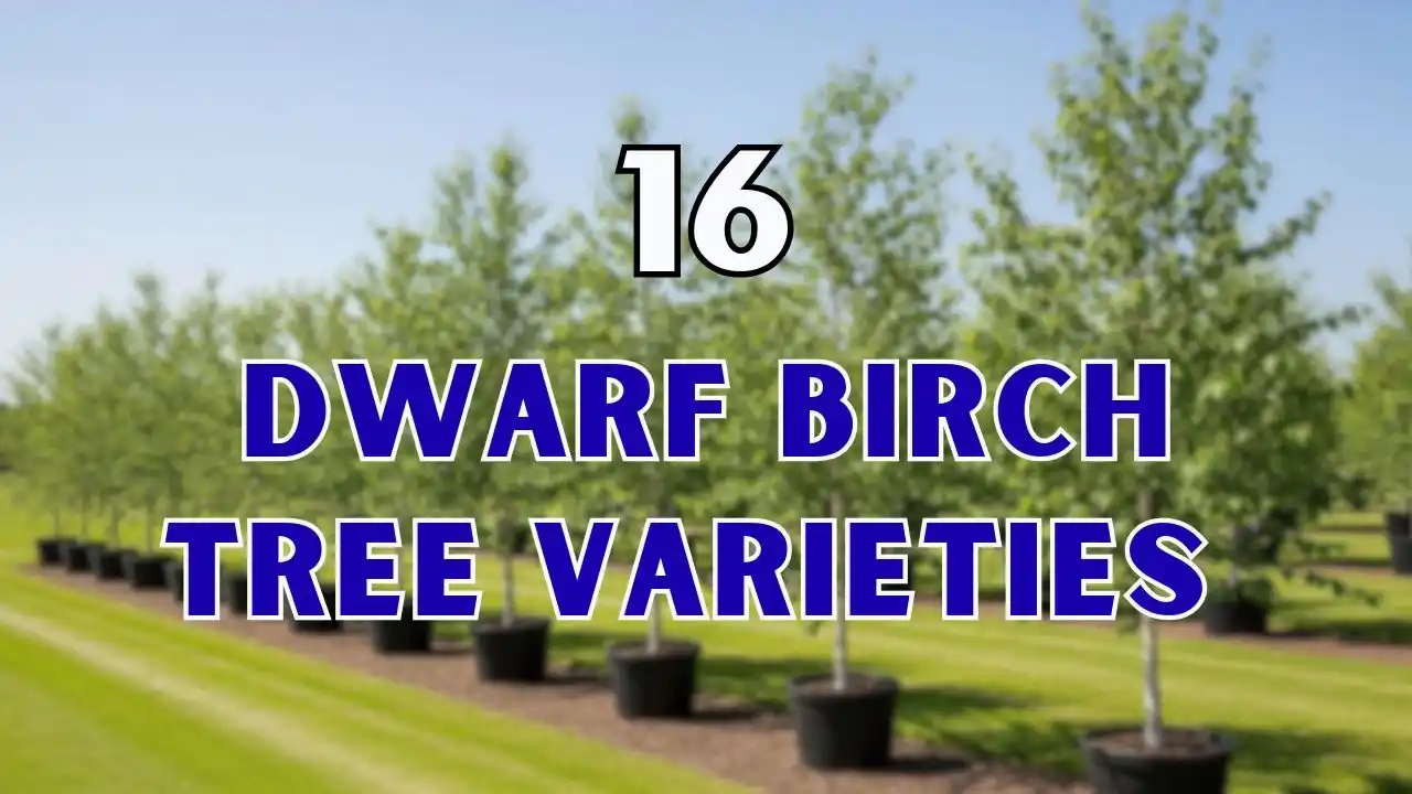 16 Dwarf Birch Tree Varieties for Small-Space Landscaping